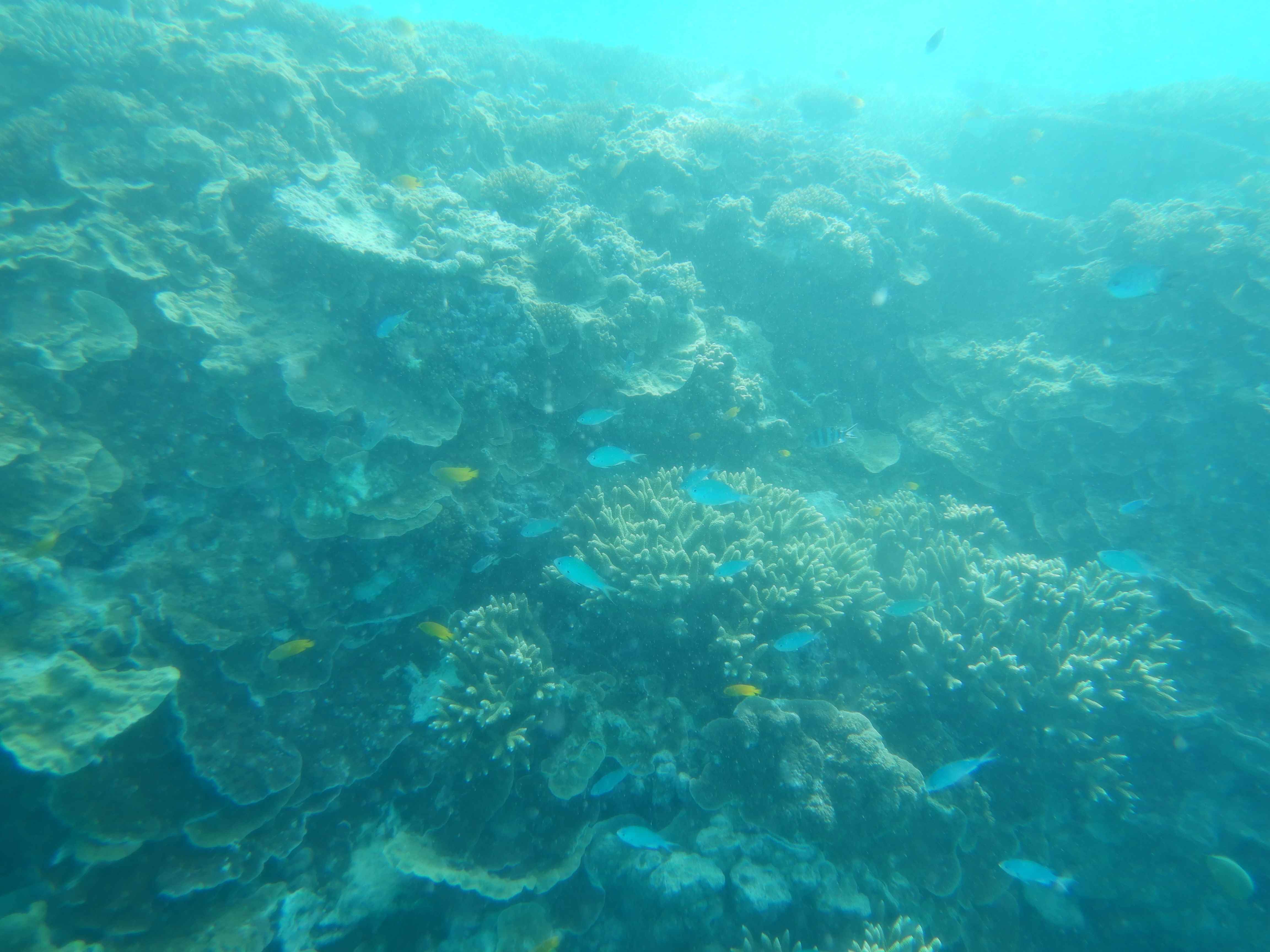 Great Barrier Reef – Lady Musgrave Island – Epic Odyssey