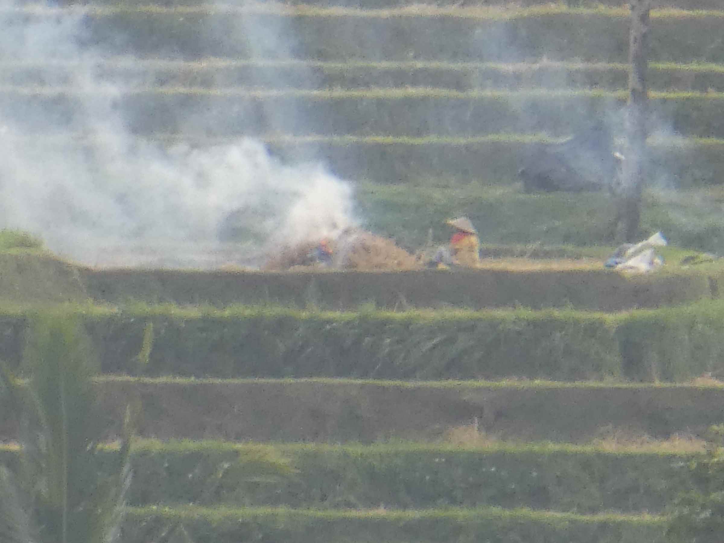 How the rice you eat gets to your plate – Epic Odyssey